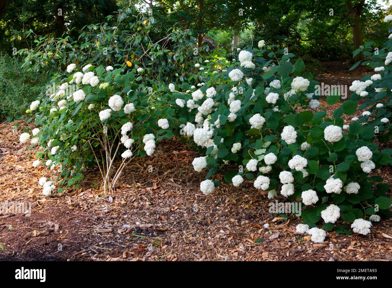 Hydrangea arborescens 'Grandiflora' Stock Photo - Alamy