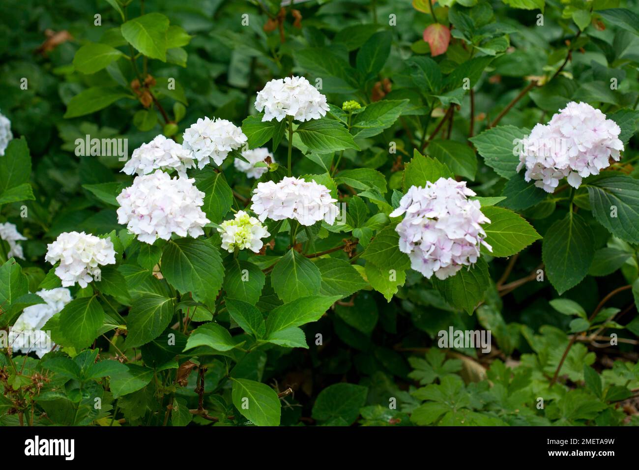 Hydrangea macrophylla 'Madame Emile Mouillere' Stock Photo - Alamy