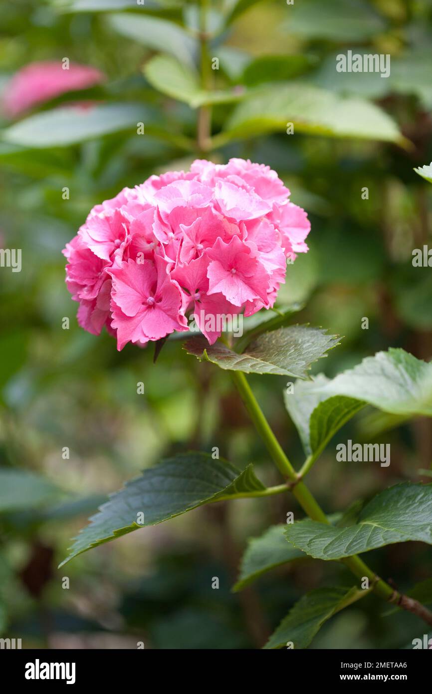 Hydrangea macrophylla 'Masja' Stock Photo - Alamy