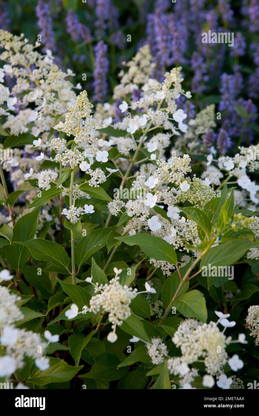 Hydrangea paniculata 'Kyushu' Stock Photo - Alamy