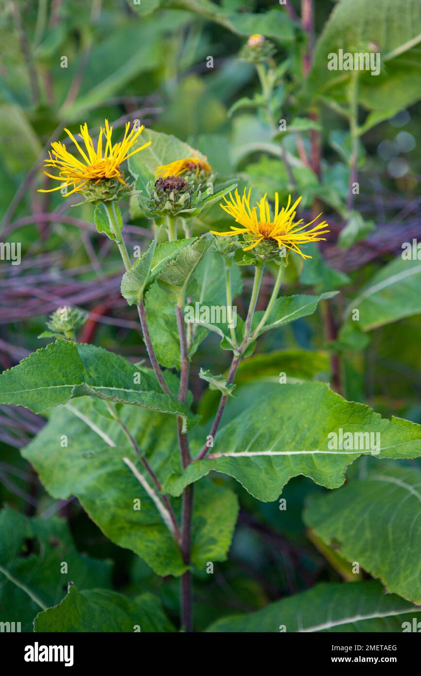 Inula magnifica hi-res stock photography and images - Alamy
