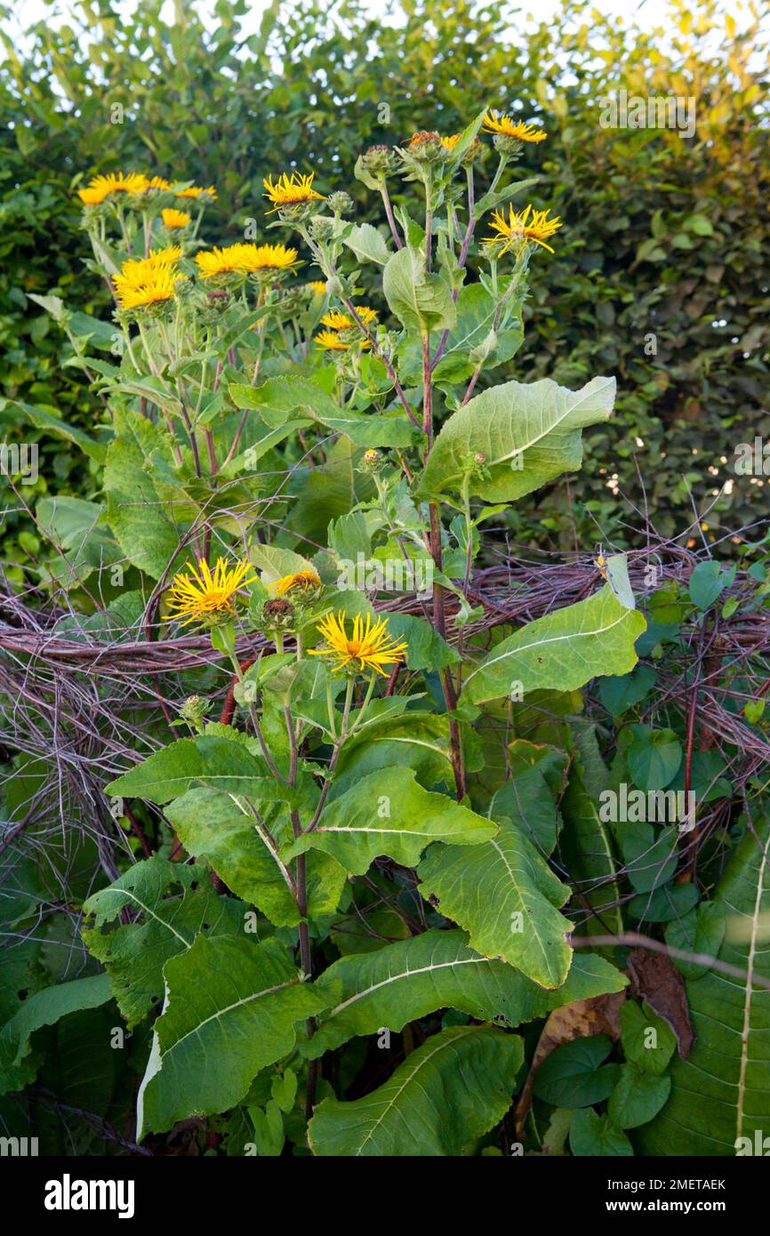 Inula magnifica hi-res stock photography and images - Alamy