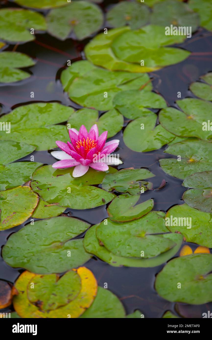Nymphaea 'Charles de Meurville' Stock Photo - Alamy