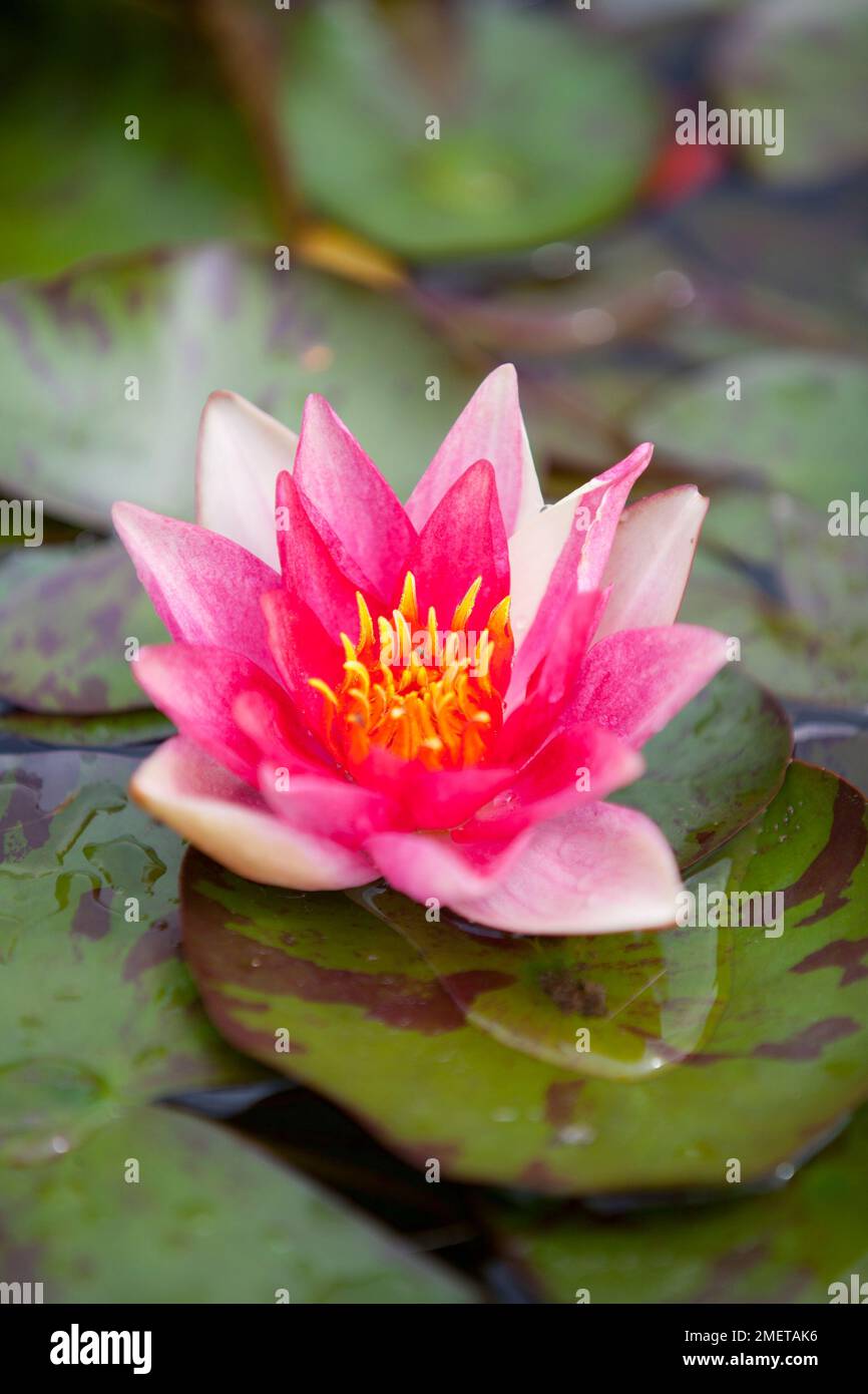 Indiana flowers hi-res stock photography and images - Alamy