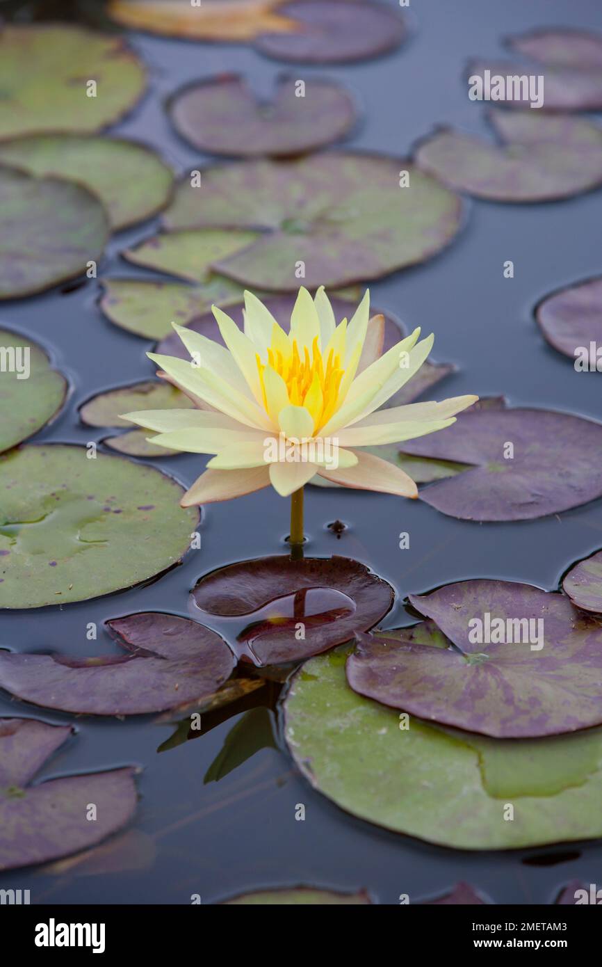 Nymphaea 'Odorata Sulphurea' Stock Photo - Alamy