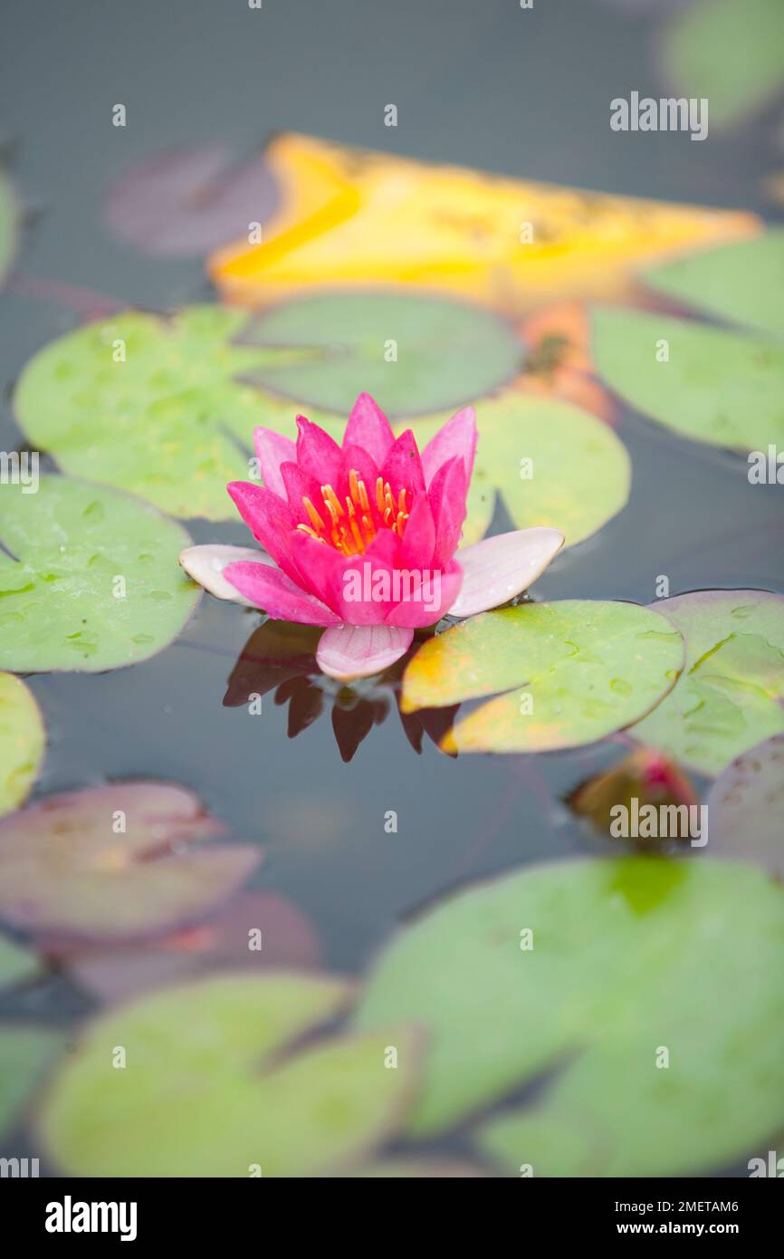 Nymphaea 'Pygmaea Rubra' Stock Photo - Alamy
