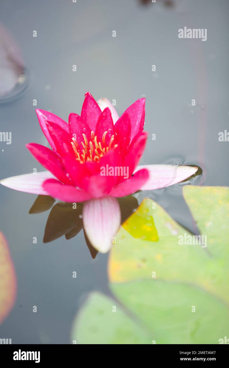 Nymphaea rubra hi-res stock photography and images - Alamy