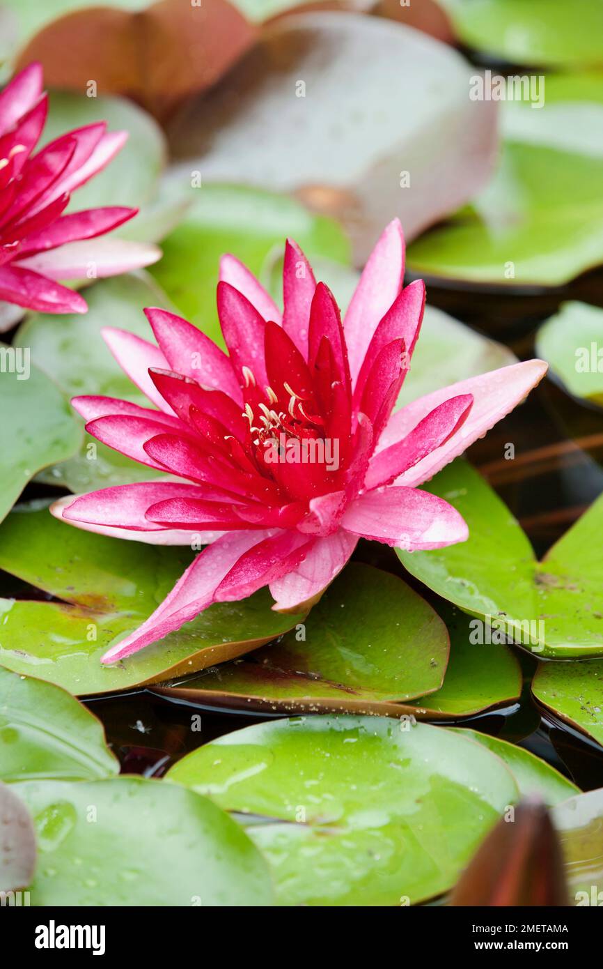 Nymphaea 'Perry's Red Star' (Water Lily Stock Photo - Alamy