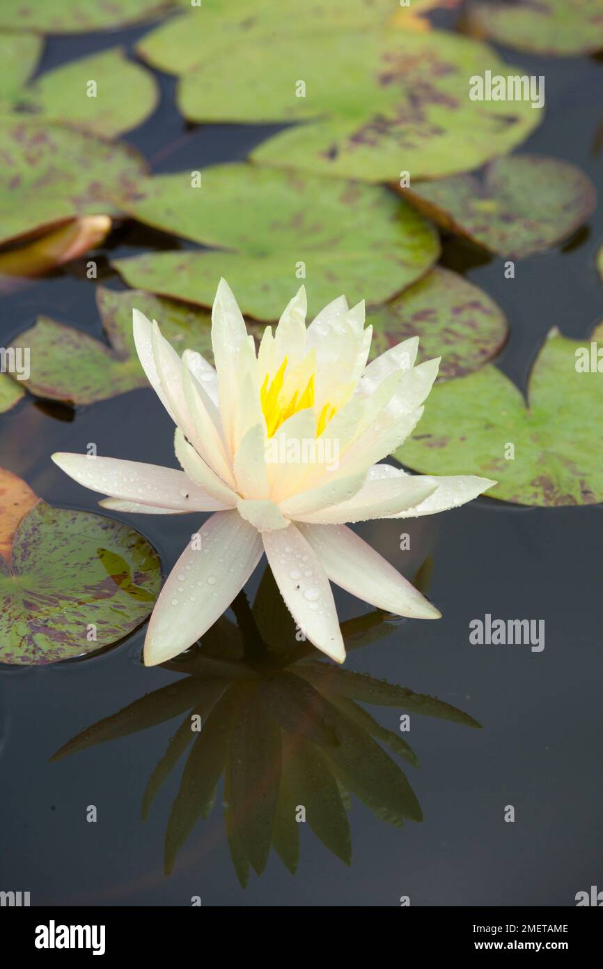 Texas dawn hi-res stock photography and images - Alamy