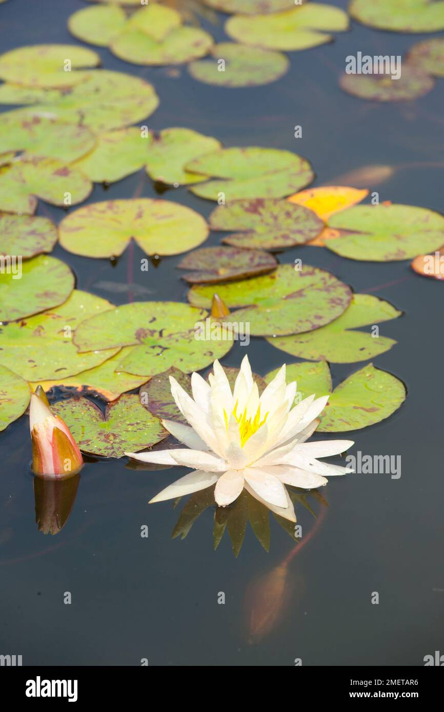 Texas dawn hi-res stock photography and images - Alamy