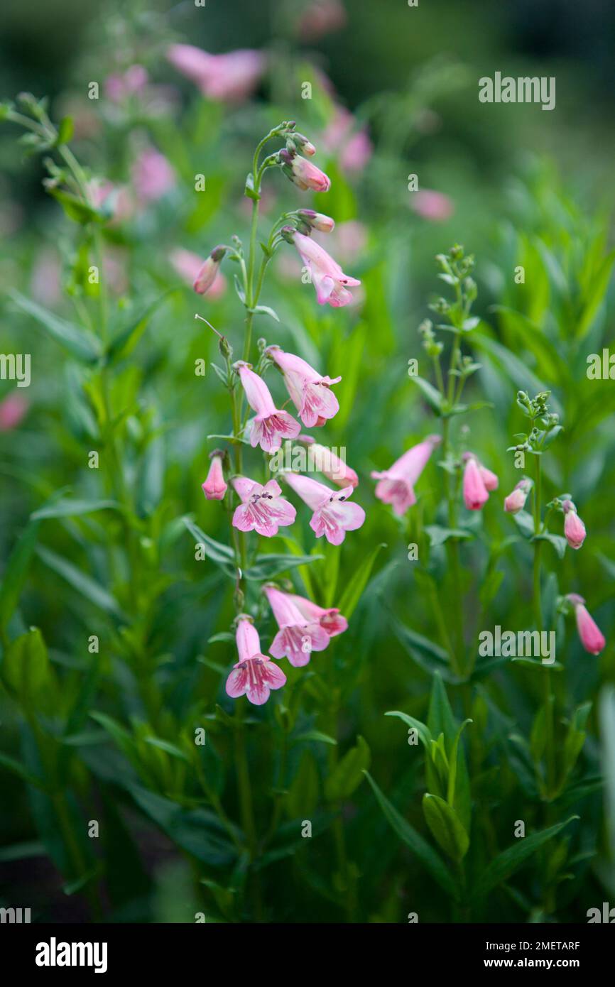 Osprey plant hi-res stock photography and images - Alamy