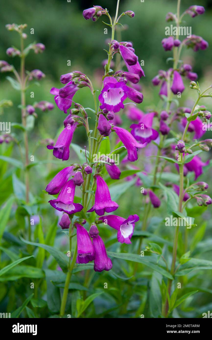 Penstemon 'Countess of Dalkeith' Stock Photo - Alamy