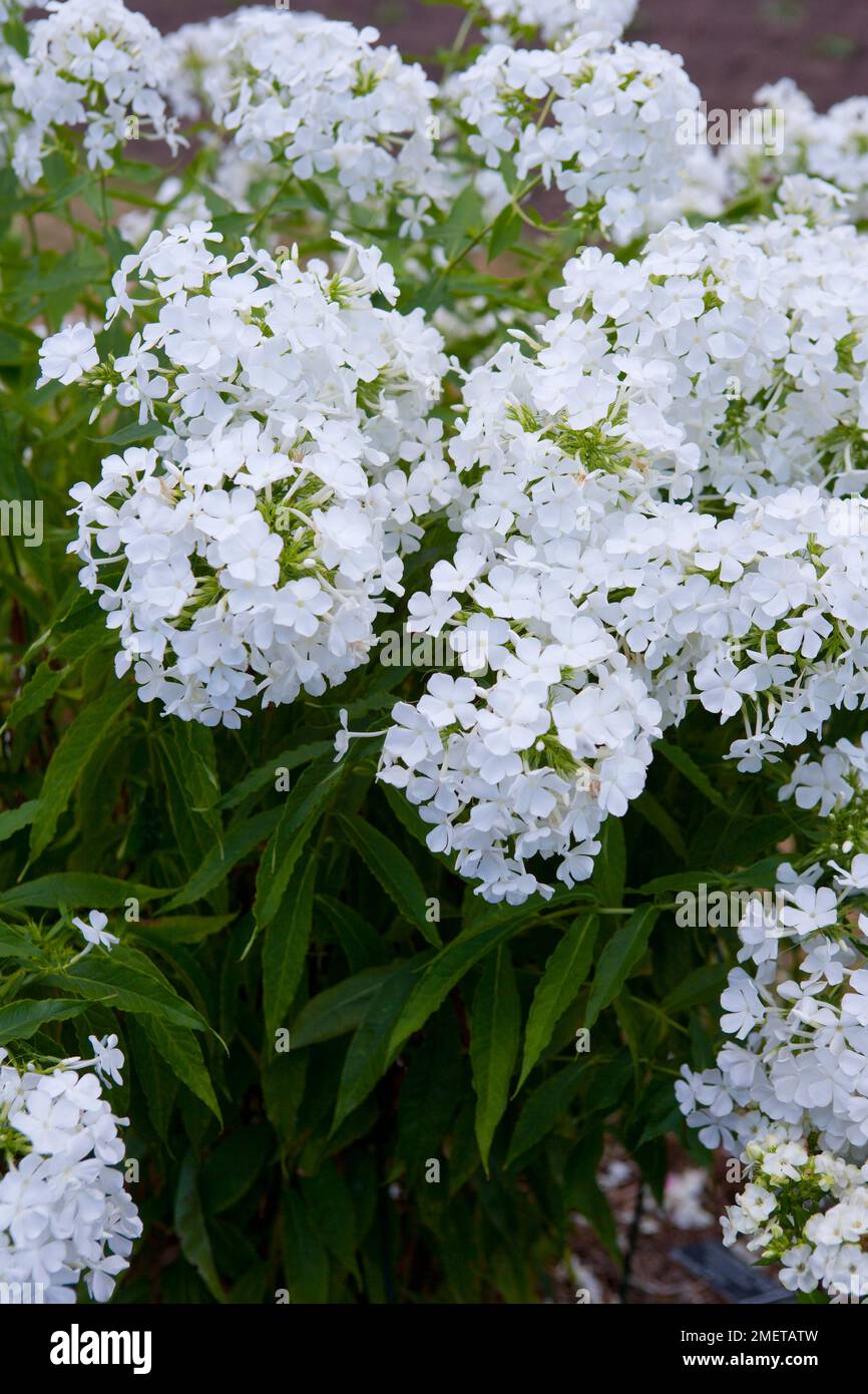 Phlox paniculata 'Alba Grandiflora' Stock Photo - Alamy