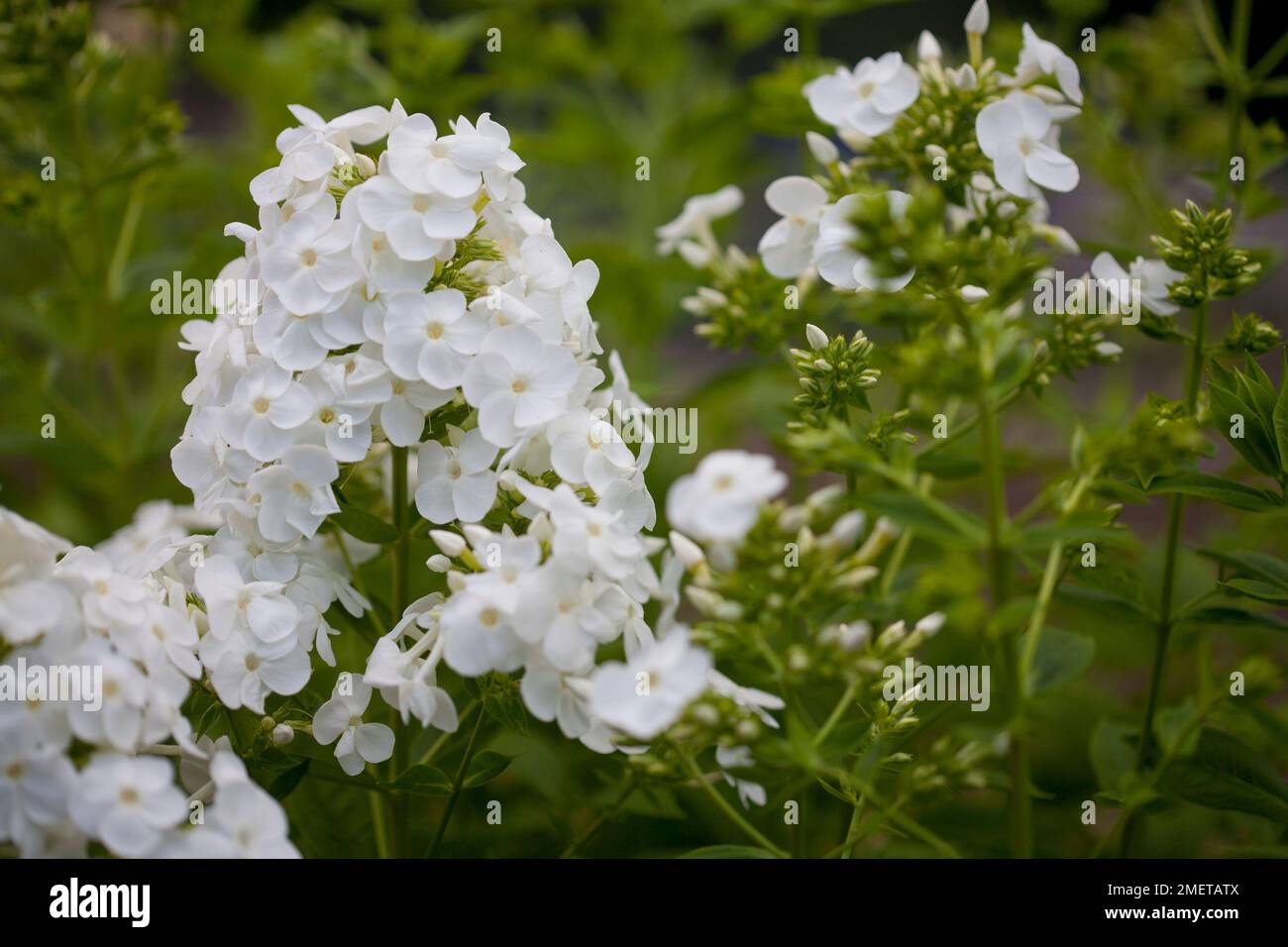Phlox paniculata 'Alba Grandiflora' Stock Photo - Alamy