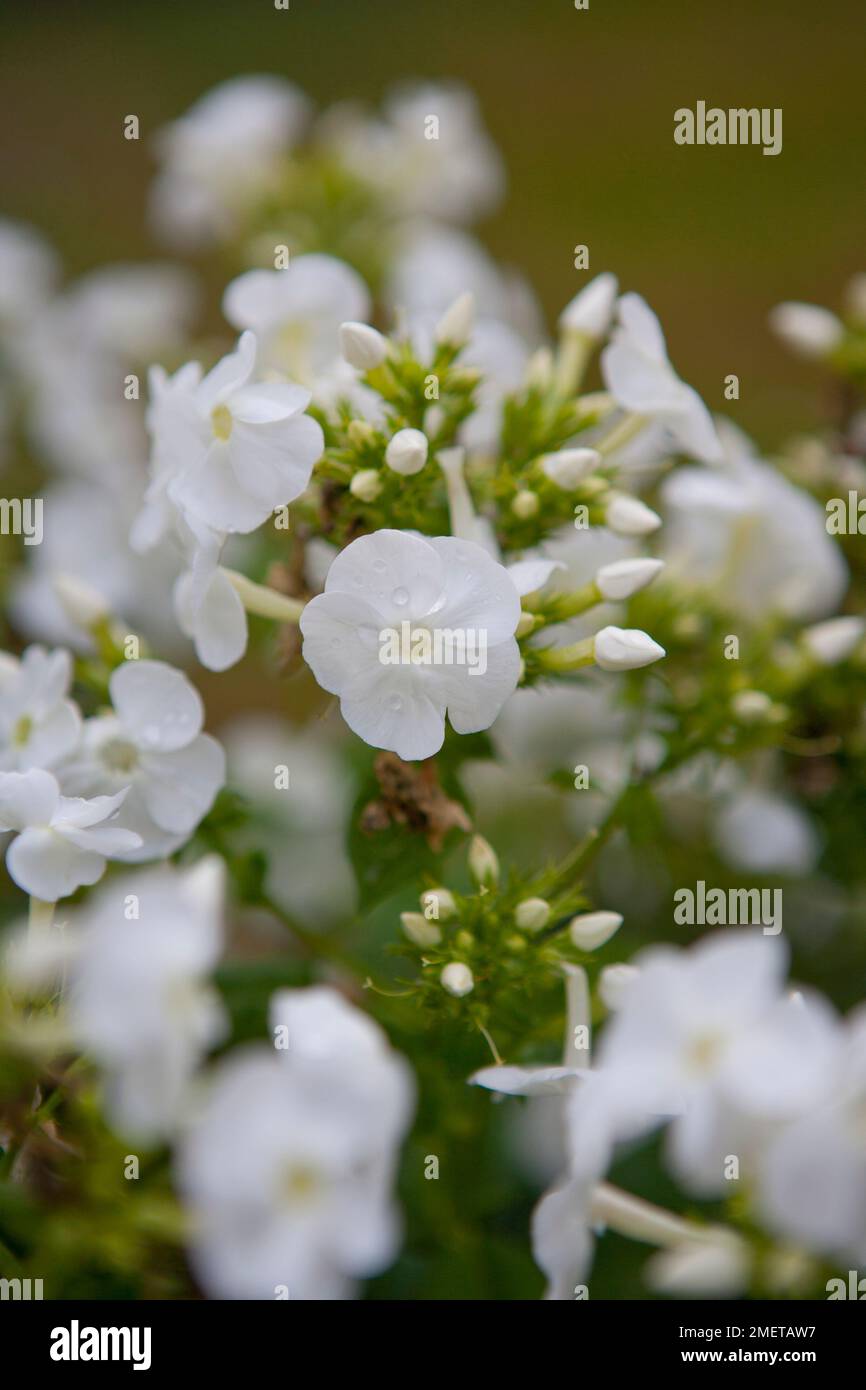 Phlox paniculata 'Danielle' Stock Photo - Alamy