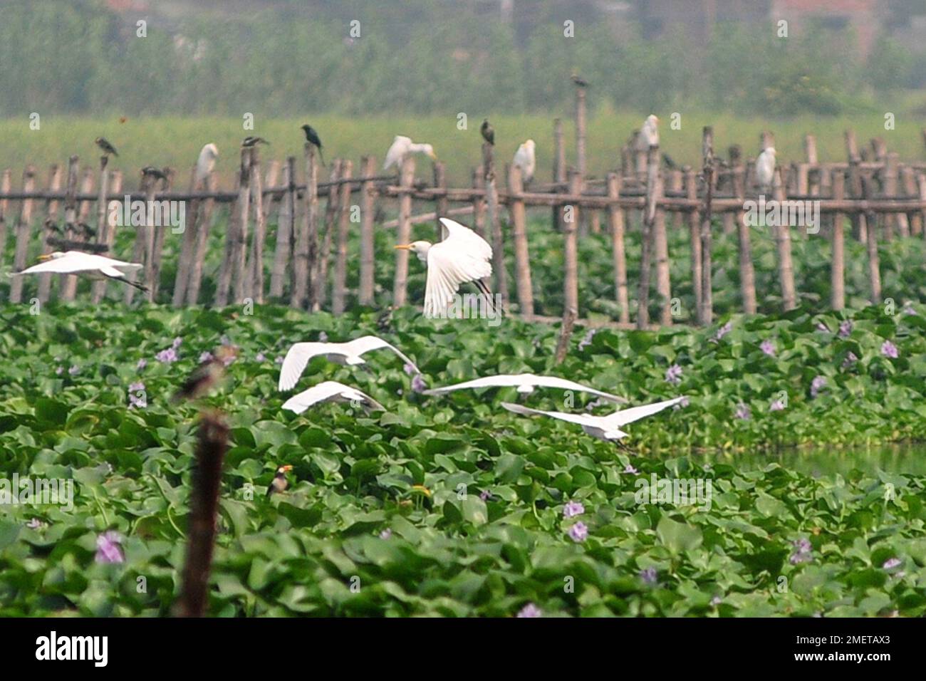White egrets seen in the water reservoir in Narayanganj, Bangladesh ...