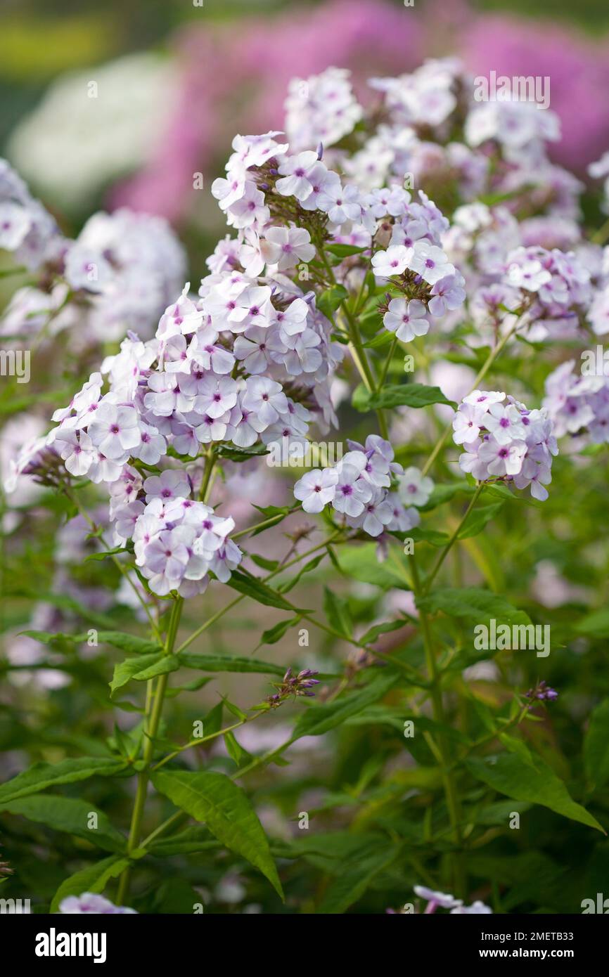 Miss jessica hi-res stock photography and images - Alamy