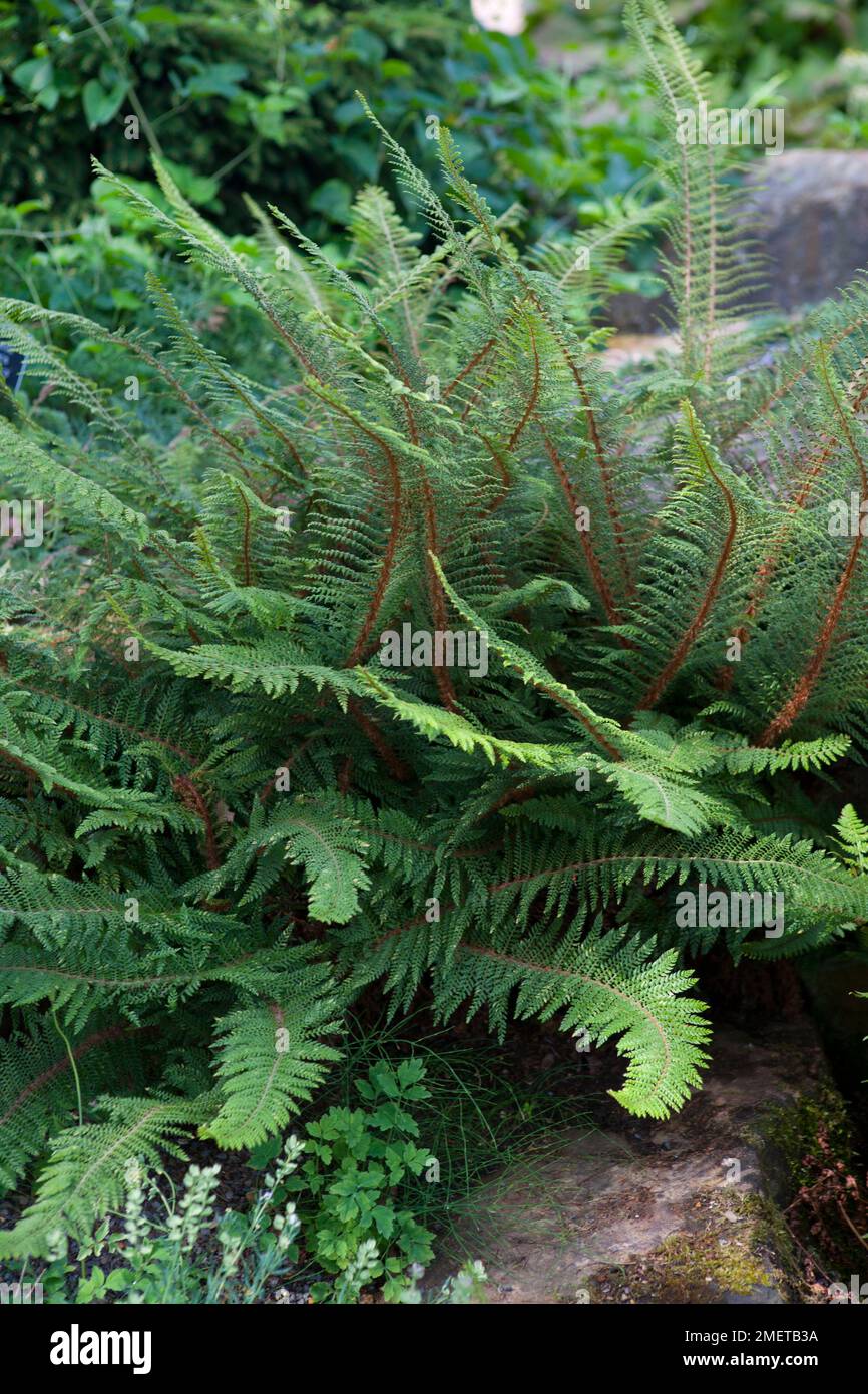 Polystichum plumosum hi-res stock photography and images - Alamy