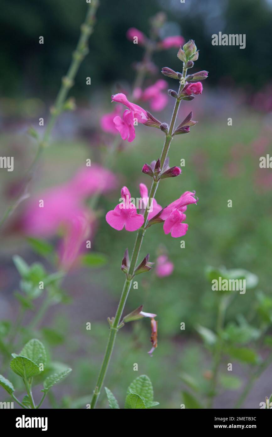 Salvia 'Penny's Smile' Stock Photo - Alamy