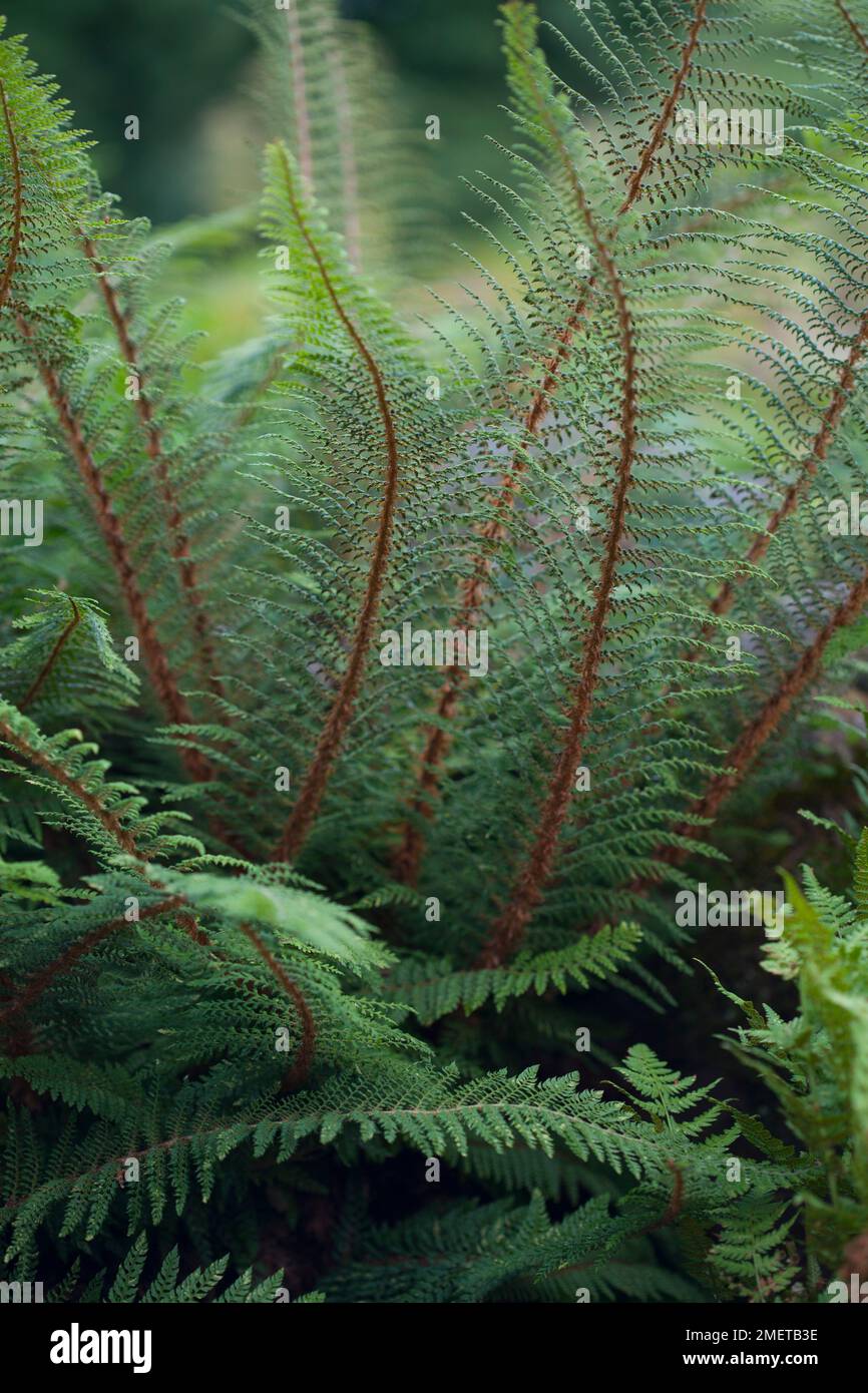 Polystichum plumosum hi-res stock photography and images - Alamy