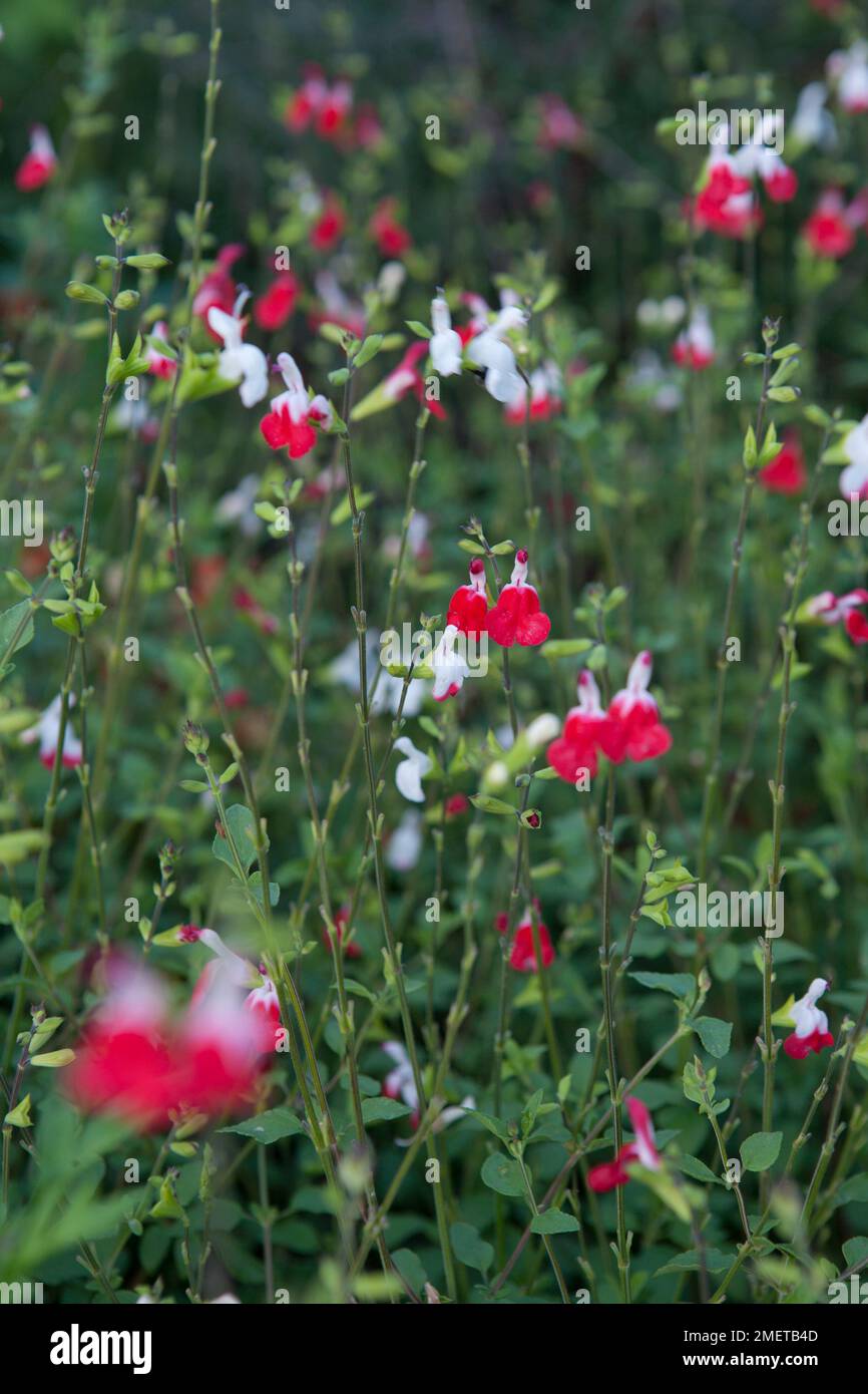 Salvia x jamensis 'Hot lips' Stock Photo - Alamy