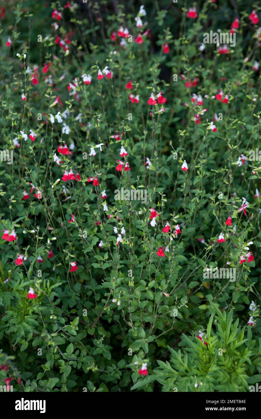 Salvia x jamensis 'Hot lips' Stock Photo - Alamy