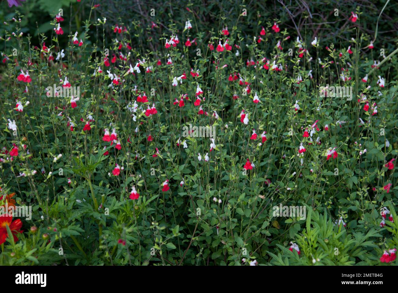 Salvia x jamensis 'Hot lips' Stock Photo - Alamy