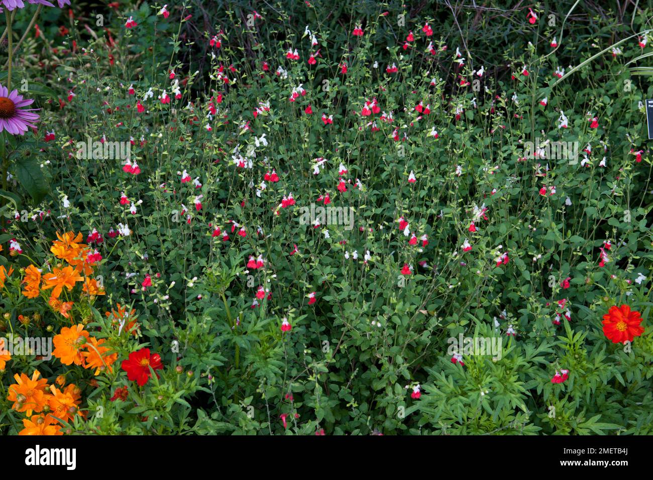 Salvia x jamensis 'Hot lips' Stock Photo - Alamy