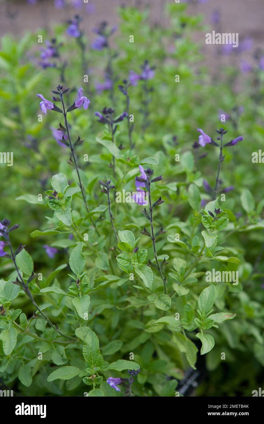 Salvia x jamensis 'Javier' Stock Photo - Alamy