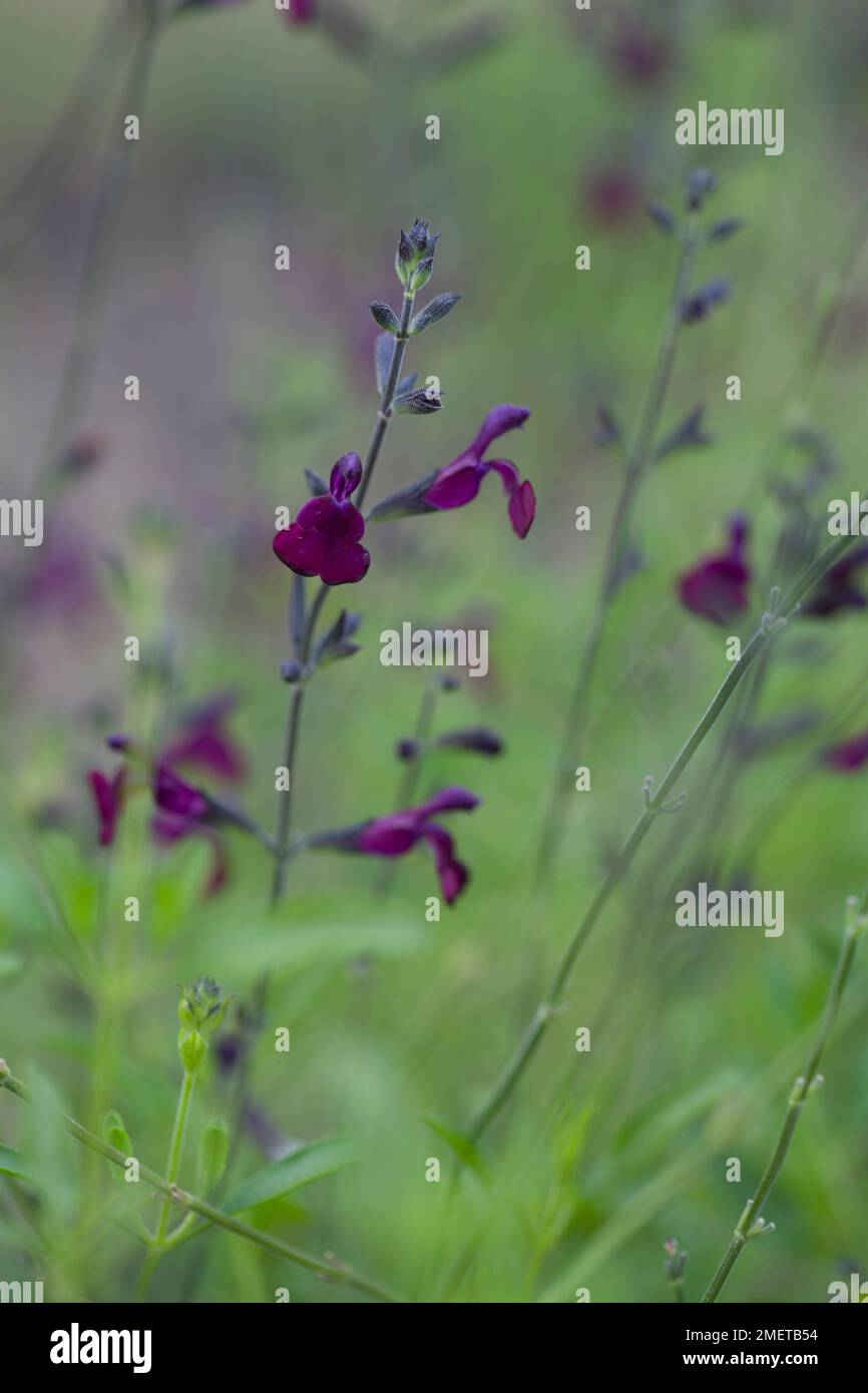 Salvia x jamensis 'Nachtvlinder' Stock Photo - Alamy