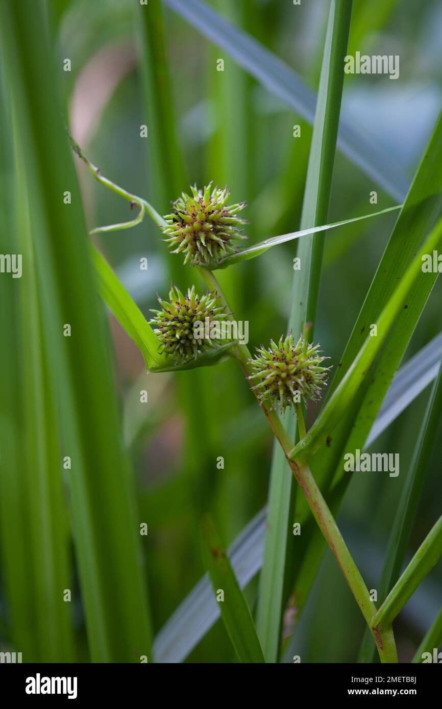 Sparganium erectum hi-res stock photography and images - Alamy