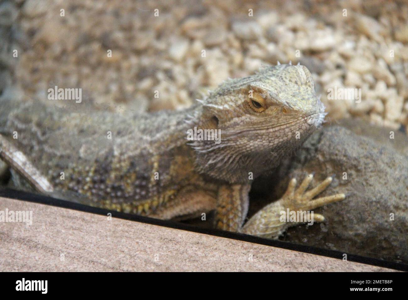 lizard in a zoo in osaka (japan Stock Photo - Alamy