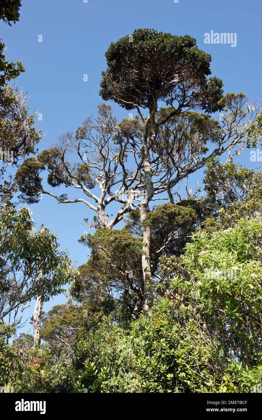 Keena trees hi-res stock photography and images - Alamy