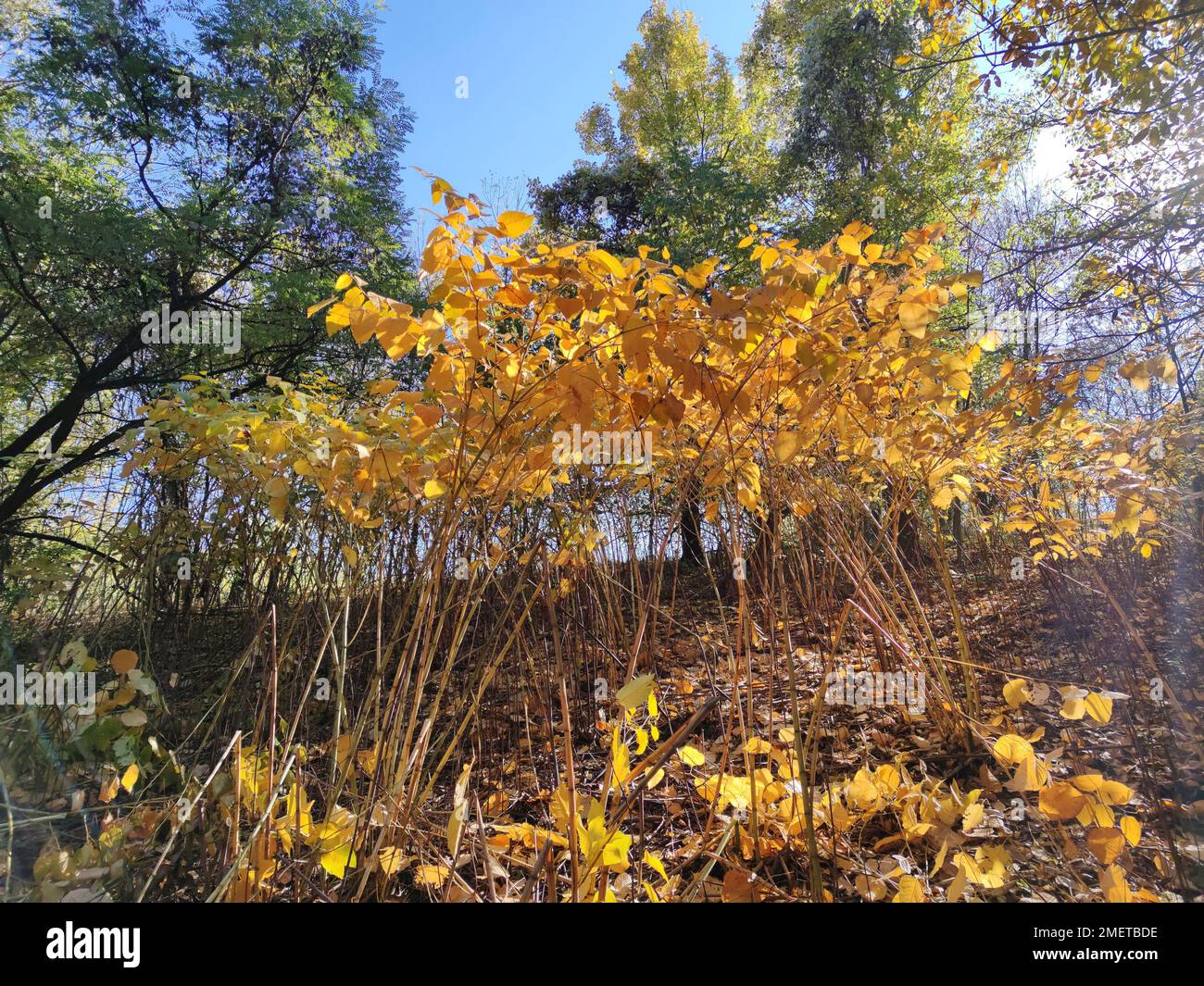 Amazing Autumn view of South Park in city of Sofia, Bulgaria Stock ...