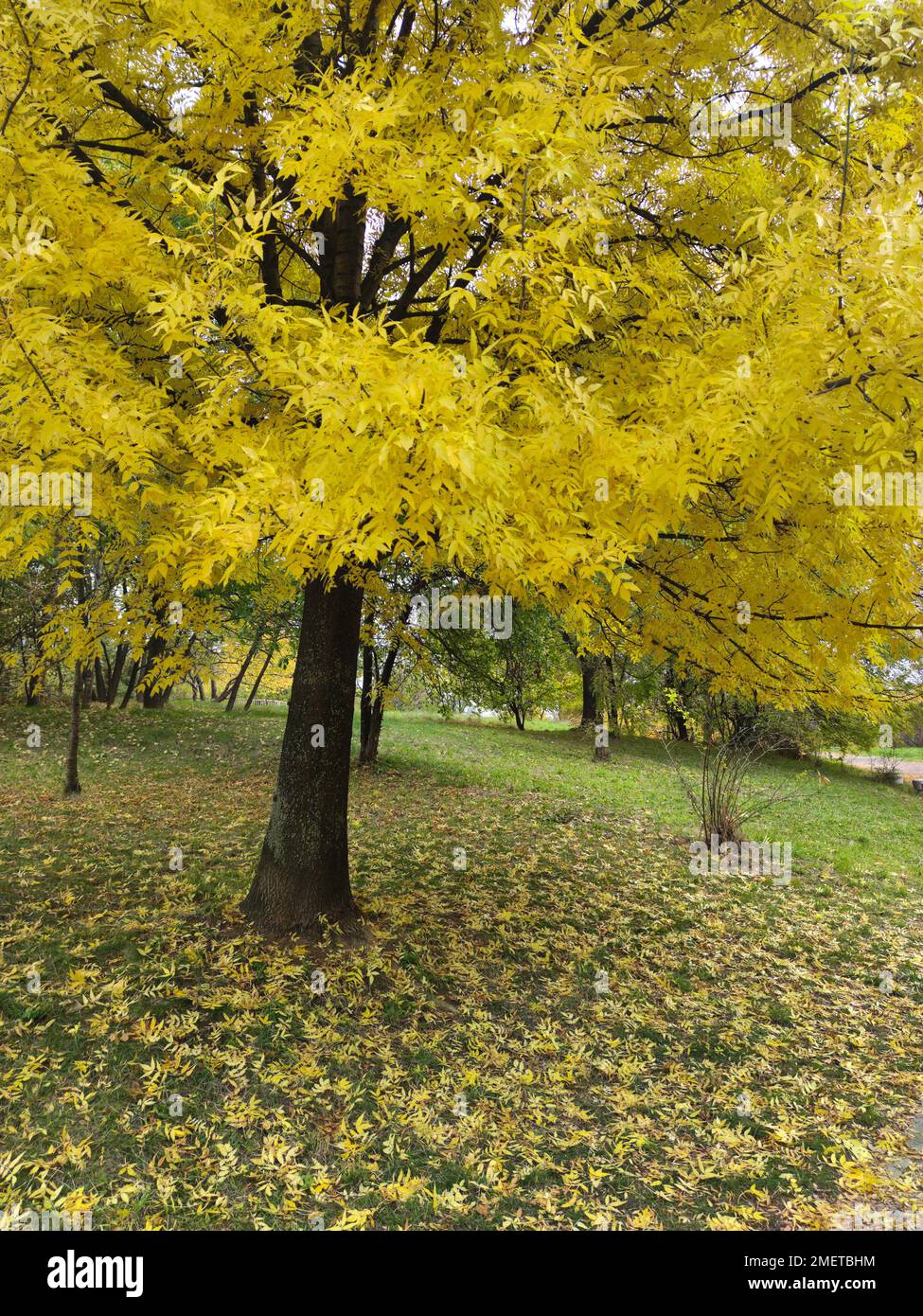 Amazing Autumn view of South Park in city of Sofia, Bulgaria Stock ...