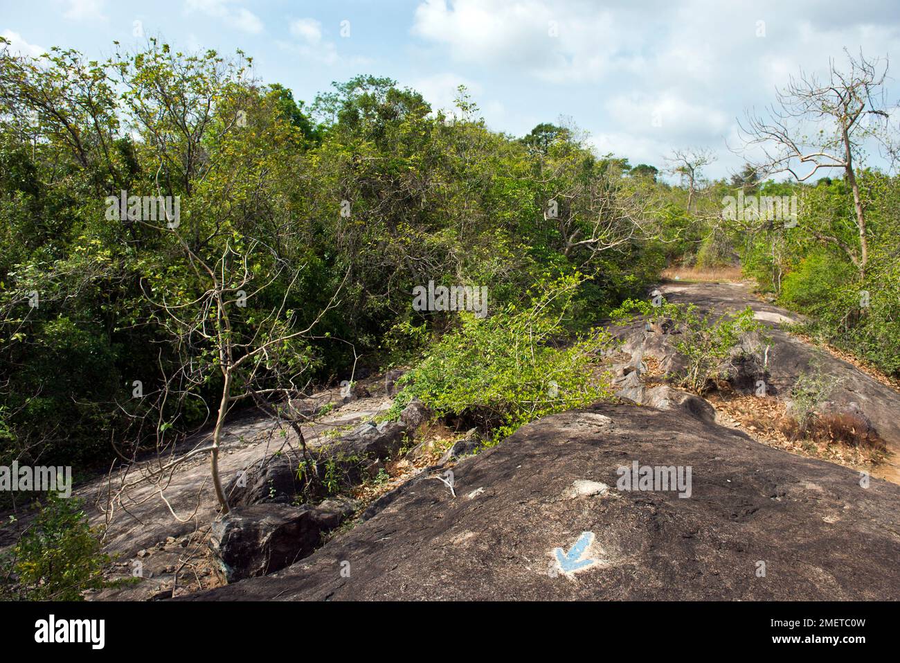 Central Province, Dambulla, Popham Arboretum, Sri Lanka Stock Photo - Alamy