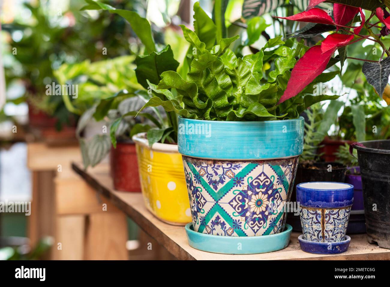 Close up planting flowers pot Stock Photo - Alamy