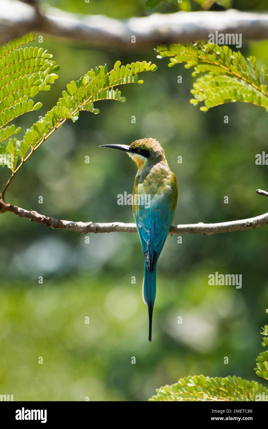 Battaramulla hi-res stock photography and images - Alamy