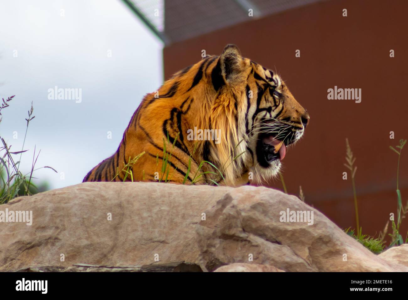 A low angle shot of a growling tiger on a rock Stock Photo - Alamy