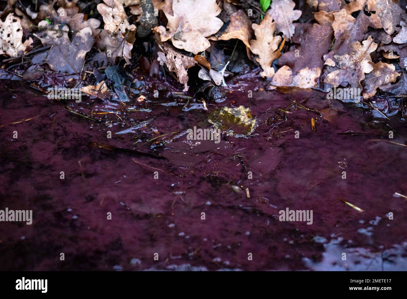 Burgundy blood algae hi-res stock photography and images - Alamy