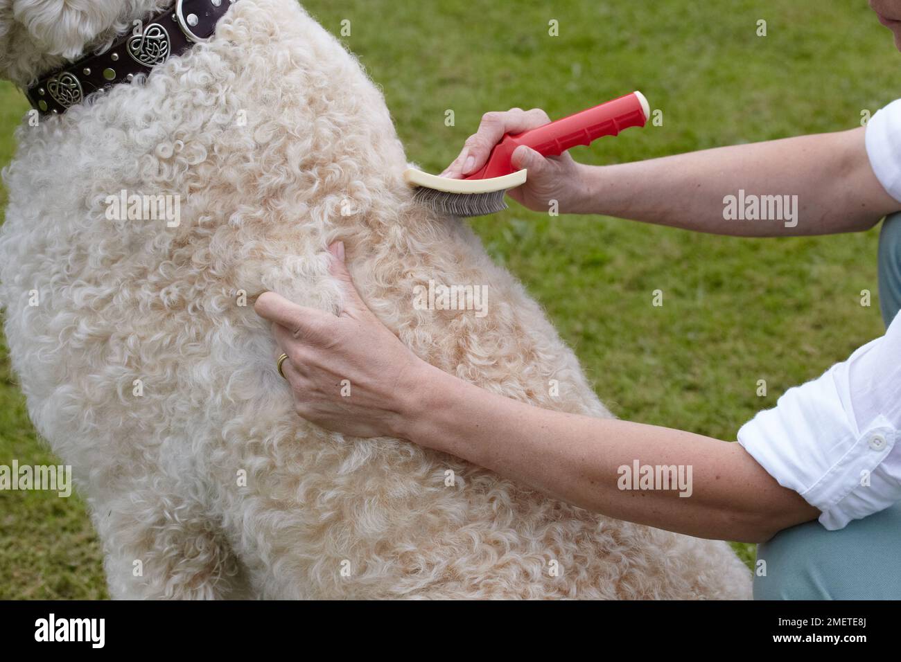 Labradoodle: being groomed by owner in garden Stock Photo - Alamy