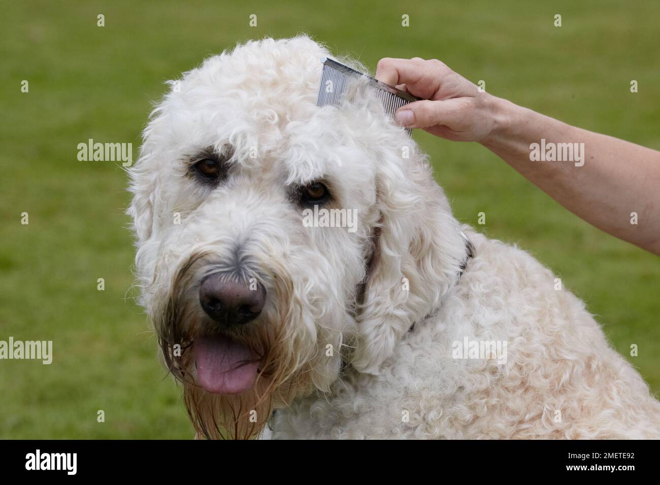 Labradoodle: being groomed by owner in garden Stock Photo - Alamy