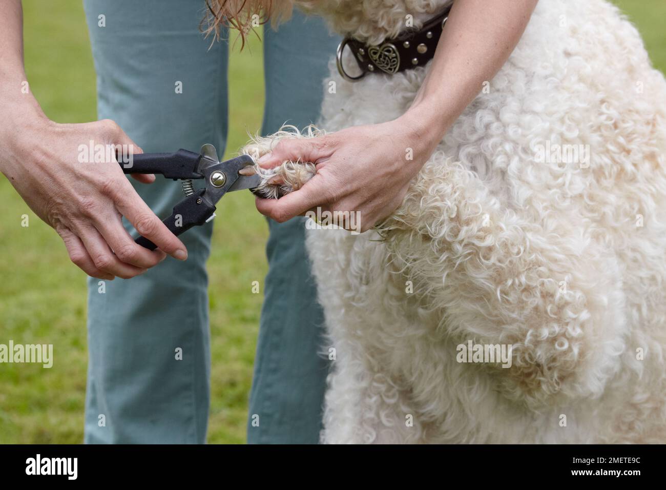 Nails collar dog hi-res stock photography and images - Alamy