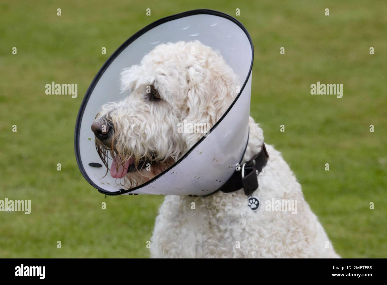 Labradoodle: wearing elizabethan collar Stock Photo - Alamy
