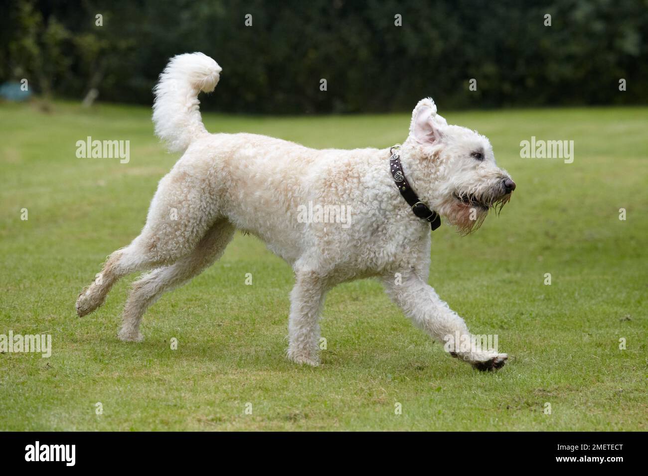 Labradoodle playing in garden Stock Photo - Alamy