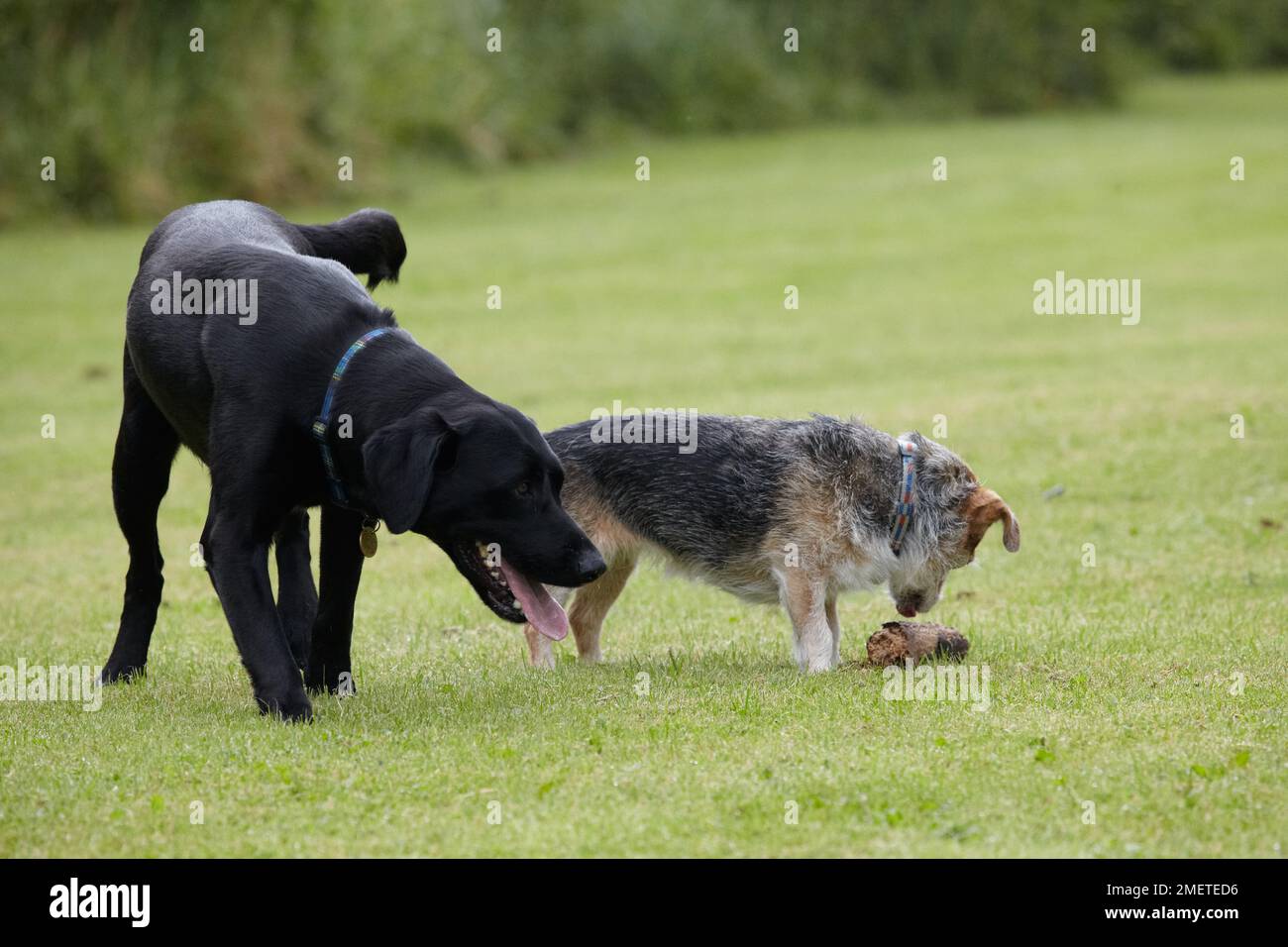 Elderly jack russel and labrador playing in garden Stock Photo - Alamy