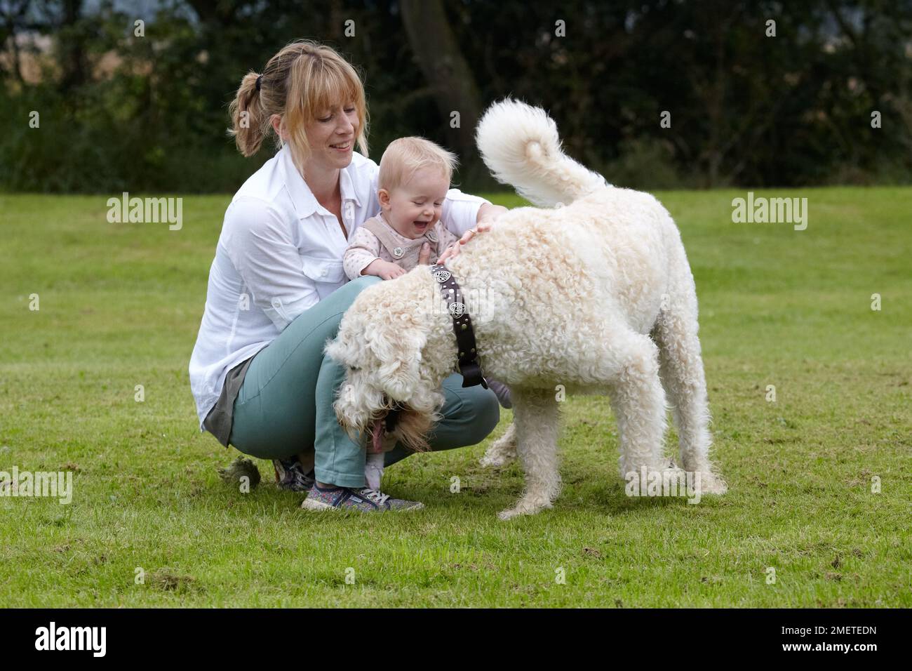 Labradoodle: with family Stock Photo - Alamy