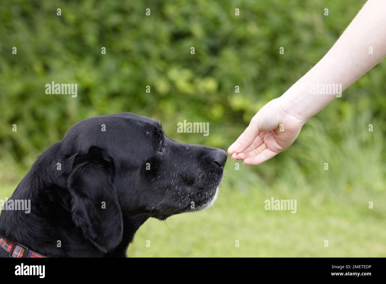 Owner giving Labrador treat Stock Photo - Alamy
