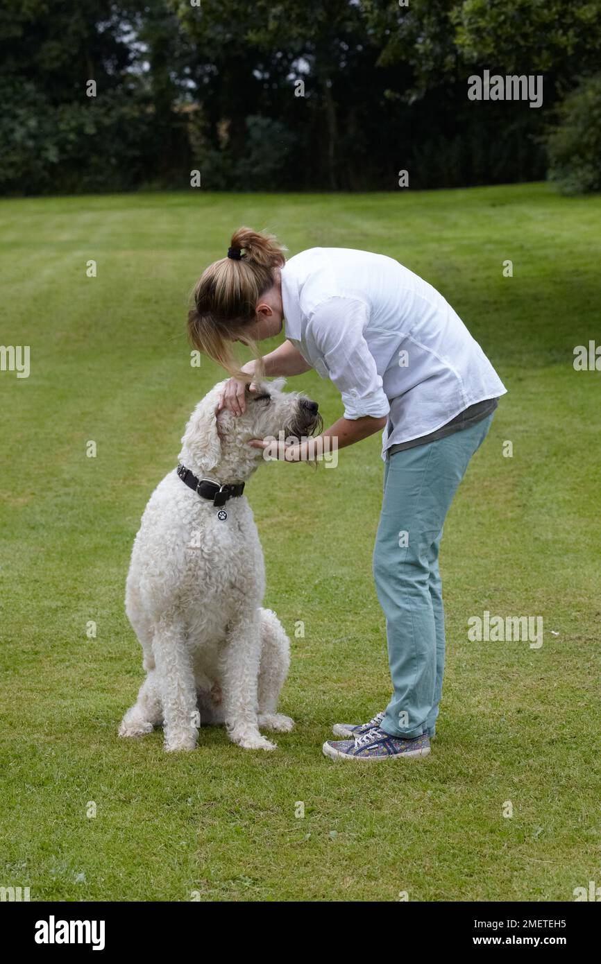 Labradoodle: owner checking face in garden. Checking eyes Stock Photo ...