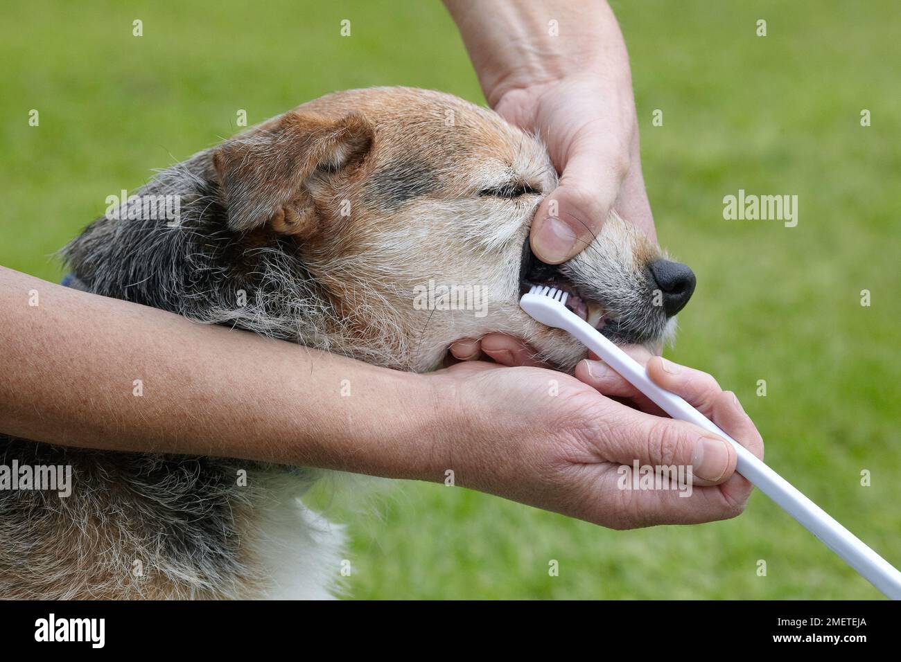 Elderly jack russell having teeth cleaned by owner Stock Photo - Alamy